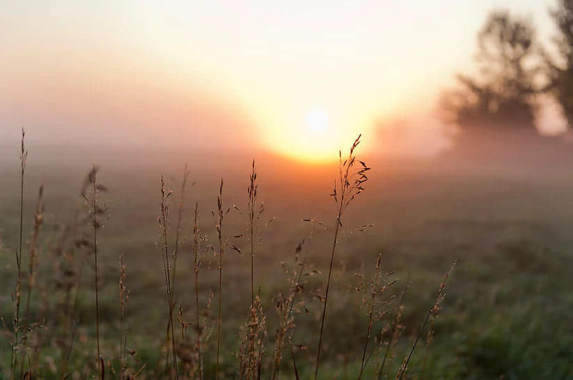 MORNING MEADOWS – ECSM